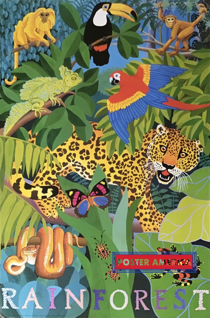 Rainforest Colorful Creatures Poster 23 x 35 – PosterAmerica