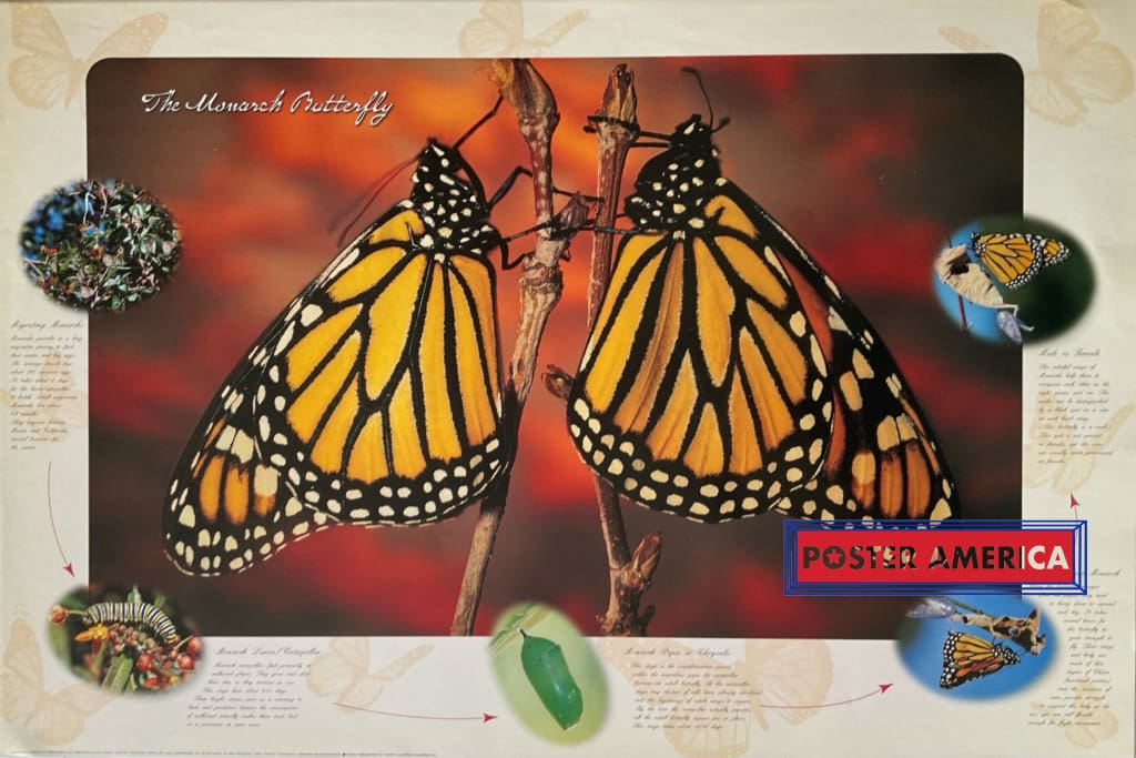 The Monarch Butterfly Vintage Poster 24 X 36 The Life Stage of The Mon ...