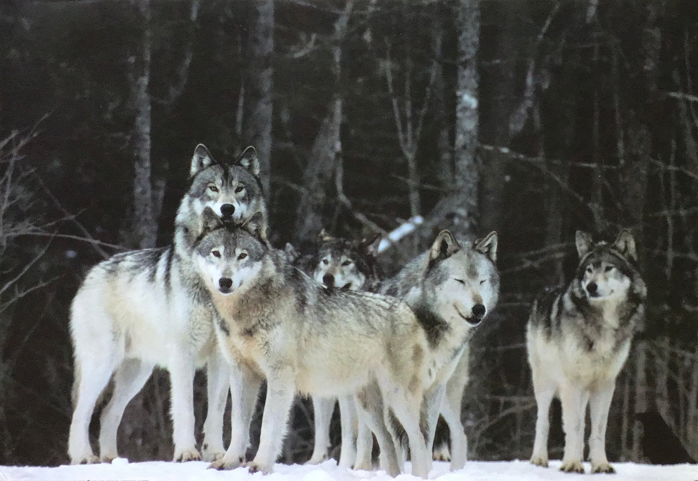 Animal Posters – PosterAmerica