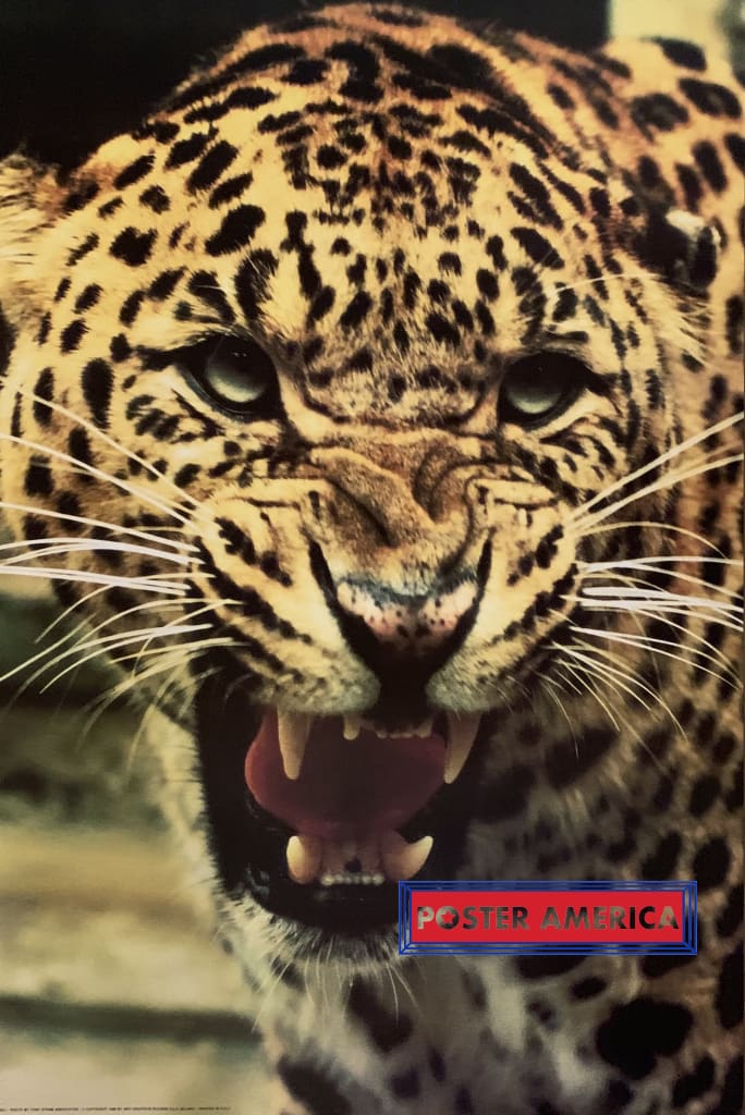 Jaguar Poster 24 X 36 – PosterAmerica