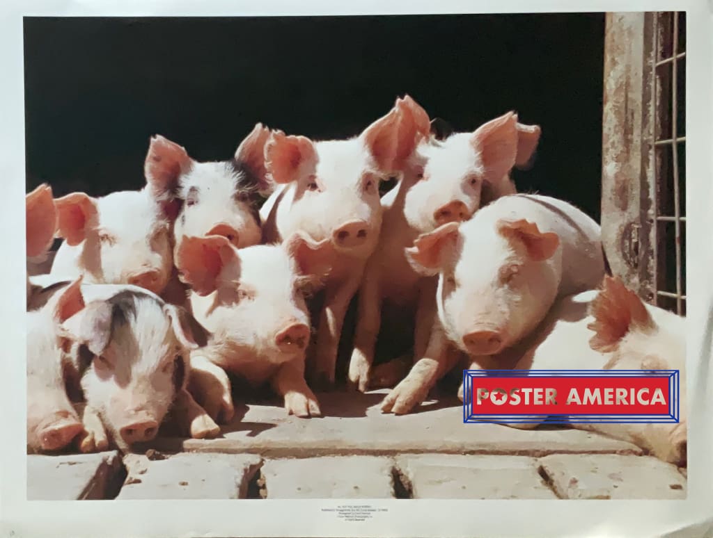 Pigs Group Portrait Vintage Photography Poster 19 x 25 – PosterAmerica
