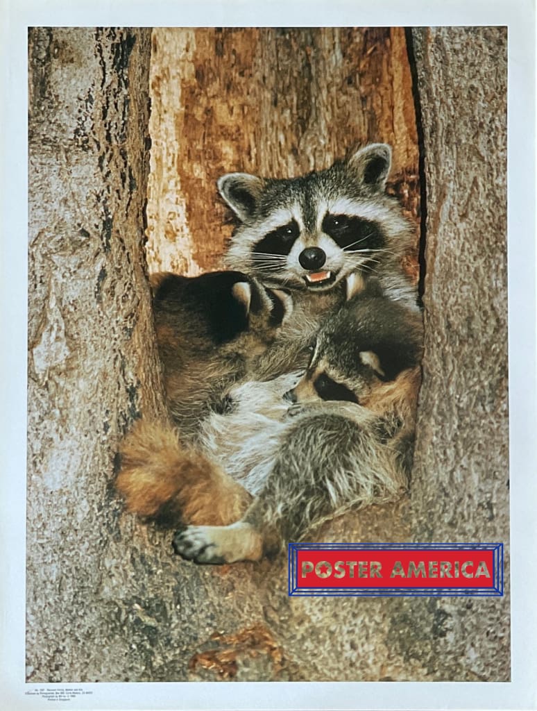 Racoon Family, Mother and Kits Vintage Animal Photography Poster 19 x ...