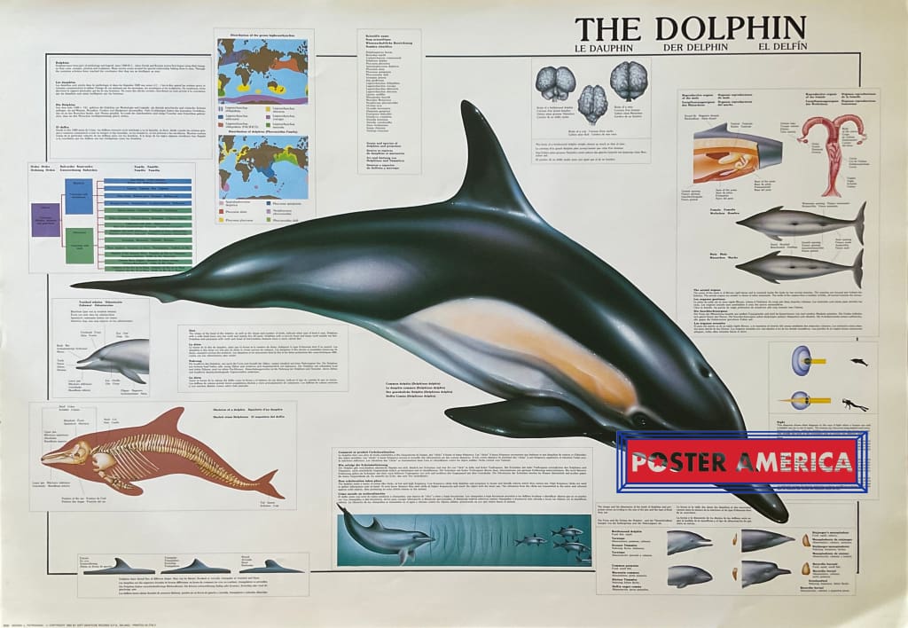 The Dolphin Vintage Hobby Poster 27 x 39 – PosterAmerica