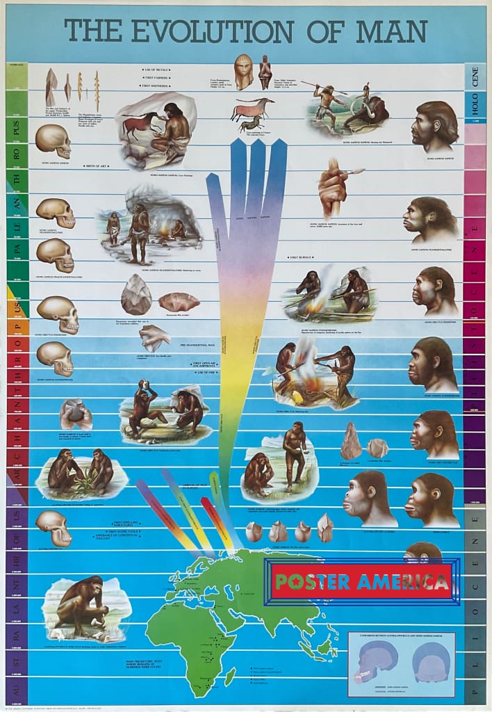 The Evolution of Man Vintage Hobby Poster 27 x 39 – PosterAmerica